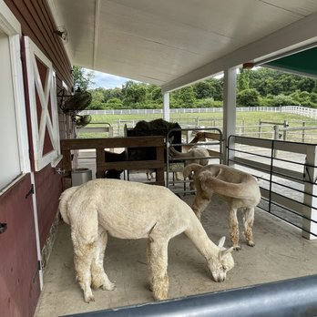 BLUEBIRD FARM ALPACAS - Updated August 2024 - 339 Photos & 47 Reviews ...