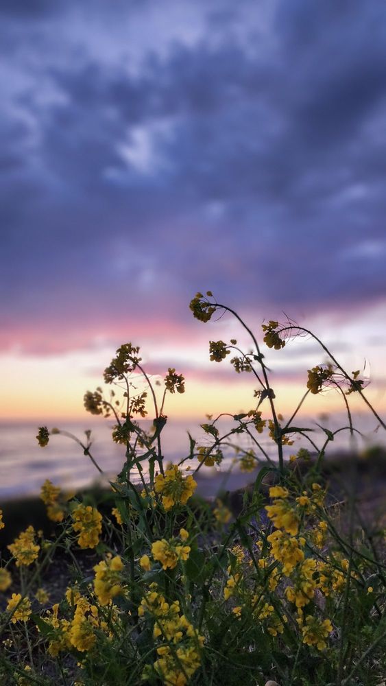 EMMA WOOD STATE BEACH - Updated October 2025 - 268 Photos & 104 Reviews ...