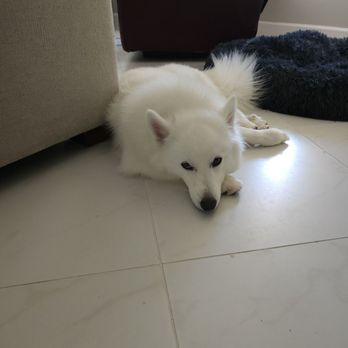 STEVENS ANIMAL HOSPITAL - Updated December 2025 - 35 Photos & 64 ...