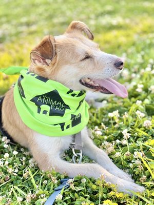 THE ANIMAL PAD - Updated August 2025 - 304 Photos & 222 Reviews - San ...