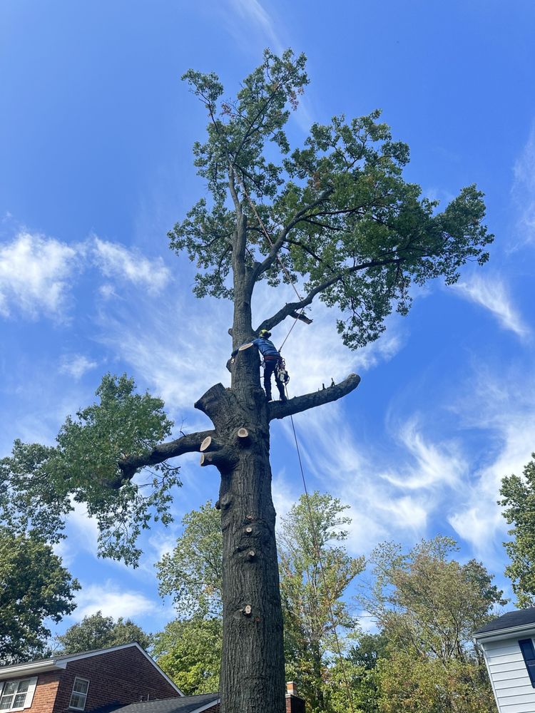 JACOBS TREE EXPERTS - 58 Photos - Cincinnati, Ohio - Tree Services ...