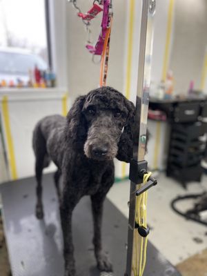 PAWSH PAWS PET PARLOR - Updated June 2026 - 53 Photos - 3710 Abbott Rd ...