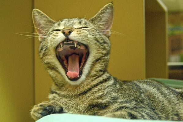 KARMA CAT RESCUE SOCIETY - Updated December 2025 - 39 S Main St ...