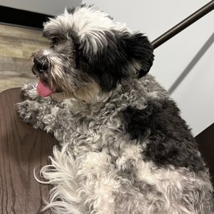 HIGH RIDGE ANIMAL HOSPITAL - 2612 Gravois Rd, High Ridge, Missouri ...