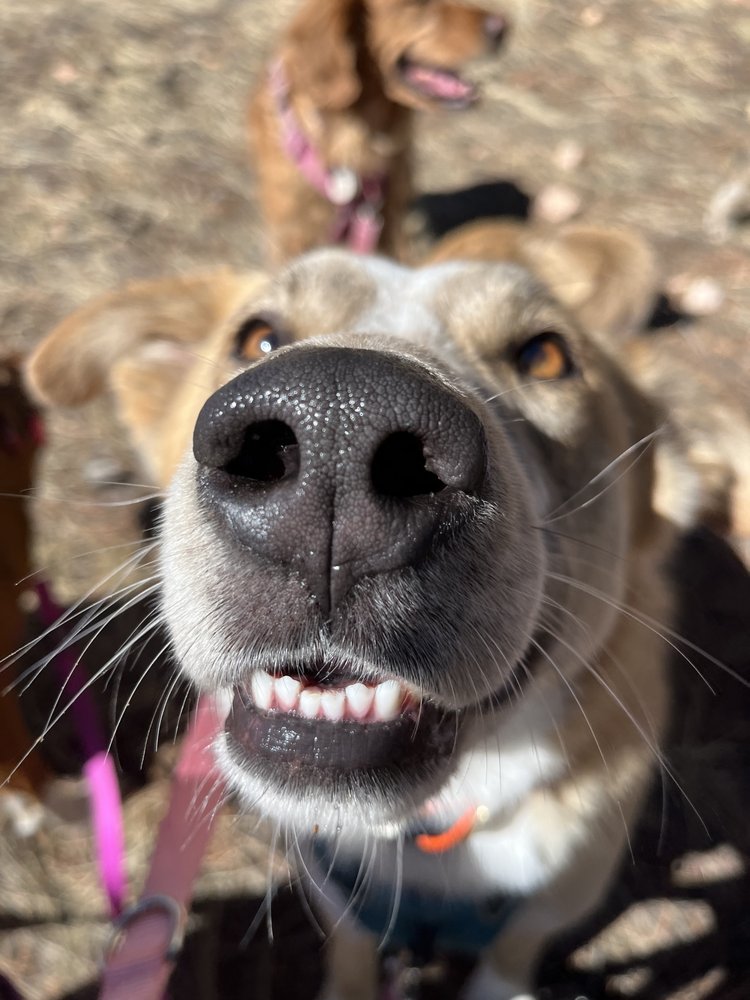 PAWS ON THE PEAK - Updated December 2025 - Request a Quote - 18 Photos ...