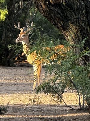 DOS PLUMAS HUNTING RANCH - Updated January 2026 - 64 Photos & 11 ...