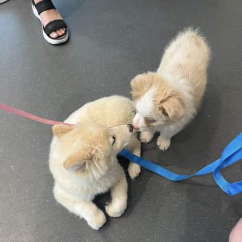 ARIZONA HUMANE SOCIETY - PAPAGO PARK CAMPUS - Updated January 2026 - 49 ...