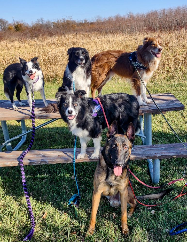 THRILLSEEKER DOG SPORTS & SERVICES - Updated September 2025 - 10 Photos ...