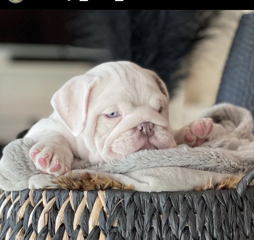 POOP POOP SQUAD - Updated June 2024 - Tucson, Arizona - Animal Physical ...