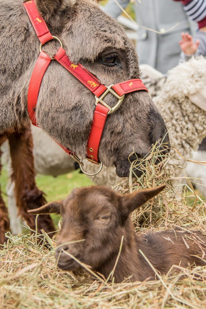 SKYVIEW RANCH - Updated November 2025 - 2413 210th St E, Farmington ...