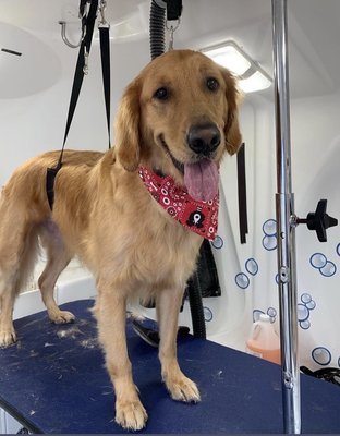 HYDRODOG BERT - 31 Photos - Pet Groomers - Redmond, WA - Phone Number ...