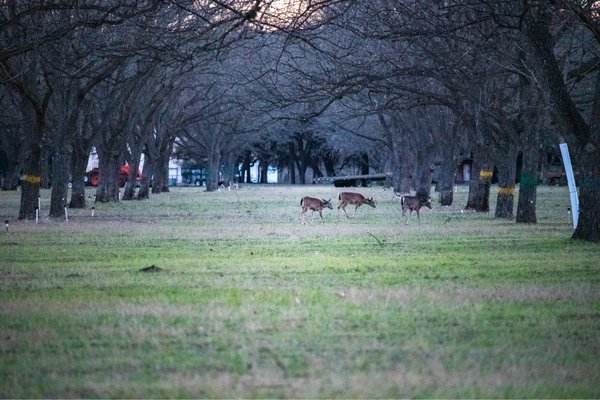 FRIO PECAN FARM LOG CABINS & RV PARK - Updated October 2025 - Leakey ...