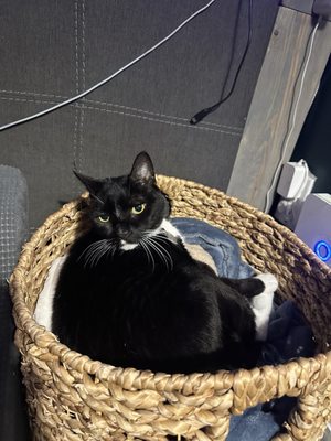 BARCS - Updated December 2025 - 64 Photos & 122 Reviews - 2490 Giles Rd ...