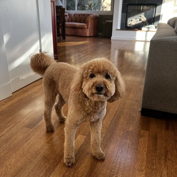 THE DOG BARBER - Updated September 2025 - 162 Photos & 233 Reviews ...