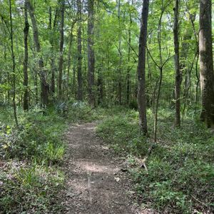 BIVENS ARM NATURE - 31 Photos - 3650 S Main St, Gainesville, Florida ...