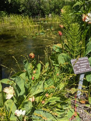REGIONAL PARKS BOTANIC GARDEN AT TILDEN - Updated October 2025 - 257 ...