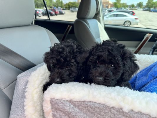 LAND OF PAWS - Updated November 2025 - 19 Photos & 36 Reviews - 6772 W ...