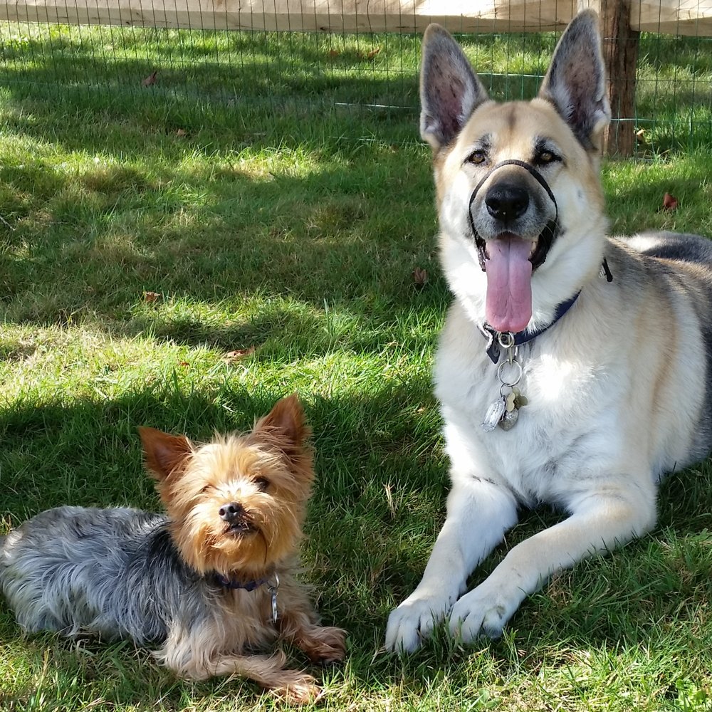 Teacup Yorkie And German Shepherd Mix at Christopher Brunell blog
