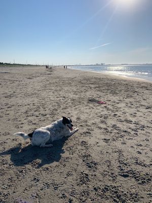 LONGPORT DOG BEACH - Updated June 2025 - 153 Photos & 92 Reviews - Rt ...