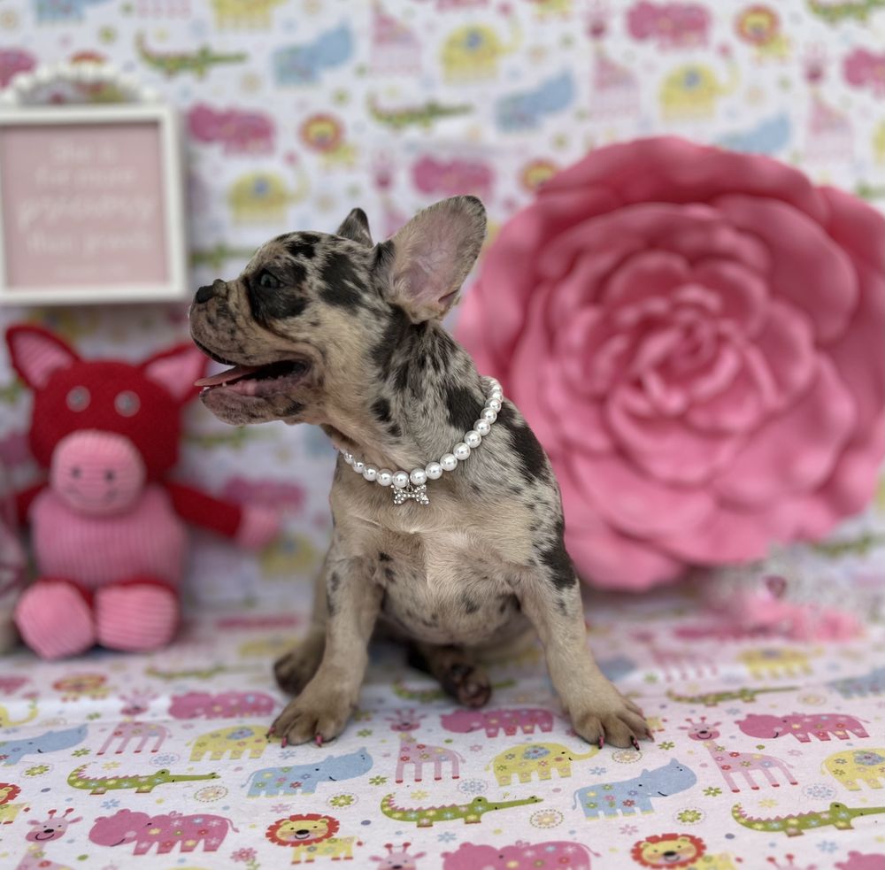 FURRY FOUR FRENCHIES - Updated August 2025 - Request Information - 37 ...