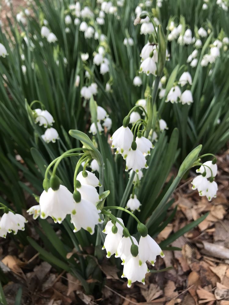 UCR BOTANIC GARDENS - Updated March 2025 - 643 Photos & 128 Reviews - 1 ...