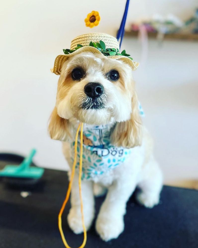 DASHING DOG - LAKEVIEW - Updated December 2025 - 144 Photos & 30 ...