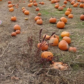 STYER ORCHARD FARM MARKET - Updated October 2025 - 153 Photos & 49 ...