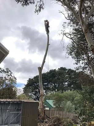 EDI TREE & GARDEN - Avery rd, Mount Gambier SA 5290, Mount Gambier ...