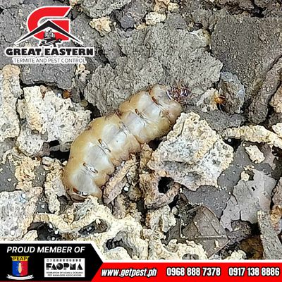 GREAT EASTERN TERMITE & PEST CONTROL SERVICES - Updated January 2026 ...