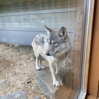 INTERNATIONAL WOLF CENTER - Updated October 2025 - 79 Photos & 33 ...