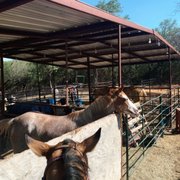 WESTCREEK TRAIL RIDES - 83 Photos & 68 Reviews - 12230 Westcreek Oaks ...