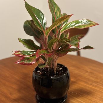 ALDEN LANE NURSERY - Updated September 2025 - 421 Photos & 230 Reviews ...