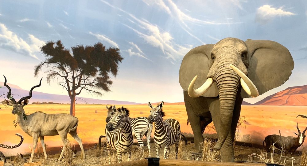 Cabela's, Triadelphia | Roadtrippers