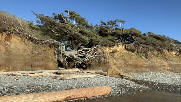 TREE OF LIFE - Updated September 2025 - 69 Photos & 26 Reviews - 101 ...