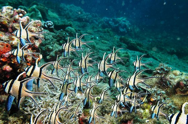 DIVER DAN’S - Updated July 2025 - 17 Photos & 165 Reviews - 2245 El ...