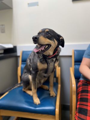 ANIMAL MEDICAL CENTERS OF LOUDOUN-BRAMBLETON - Updated August 2024 - 77 ...
