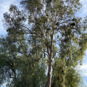 ARBORITE TREE & LANDSCAPE - Updated December 2024 - Lakewood ...