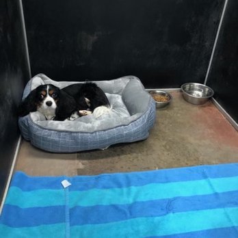 HAPPY HOUND DOG RESORTS - Updated December 2025 - 79 Photos & 34 Reviews - 11000 Beach Blvd ...