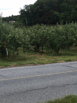 FRECON ORCHARDS - Updated October 2024 - 14 Photos - 231 Powder Mill ...