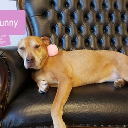 Prissy Paws Pet Salon - 2019 All You Need to Know BEFORE You Go (with ...