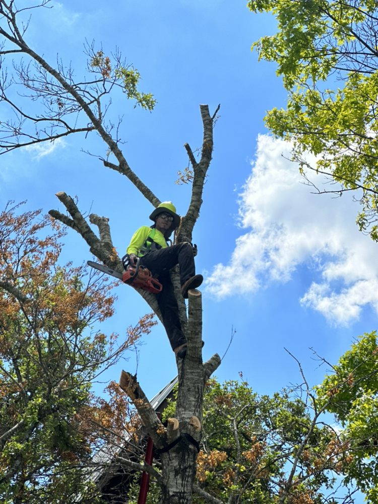 BELLO’S LAWN & TREE SERVICE - 6600 Elm Creek Dr, Austin, Texas - Tree ...