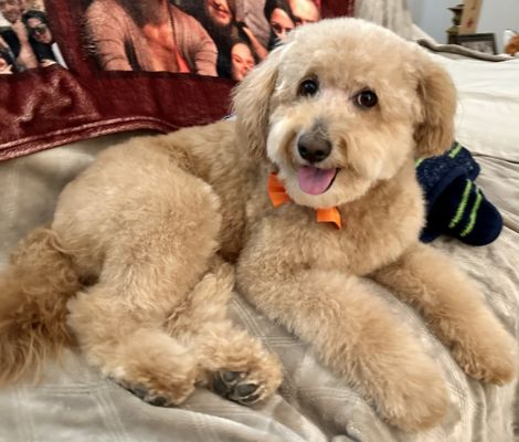 BOUJEE BUBBLES MOBILE DOG GROOMING - Updated May 2024 - 11 Photos ...