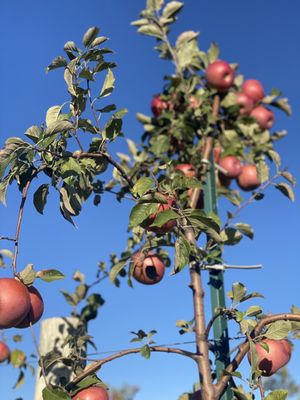 JONAMAC ORCHARD - Updated October 2025 - 217 Photos & 129 Reviews ...