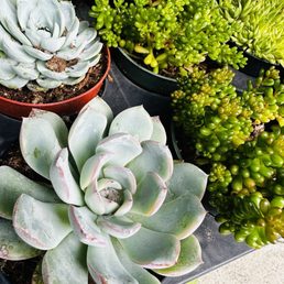OAKLAND FLOWER MARKET - Updated October 2025 - 339 Photos & 128 Reviews ...