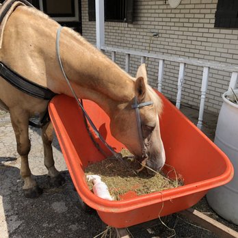 FOREST VIEW FARMS - Updated December 2025 - 65 Photos & 58 Reviews ...