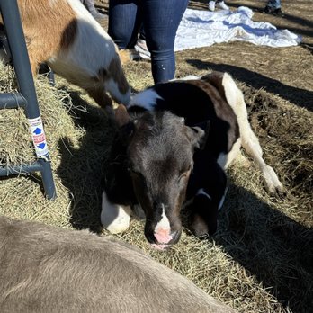 ROSE BRIDGE FARM & SANCTUARY - Updated April 2025 - 225 Photos & 78 ...
