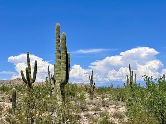 WHITE TANK LIBRARY - Updated December 2025 - 104 Photos & 43 Reviews ...