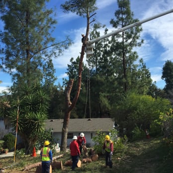 HOMESTEAD TREE SERVICE - Updated August 2025 - 15 Photos & 27 Reviews ...