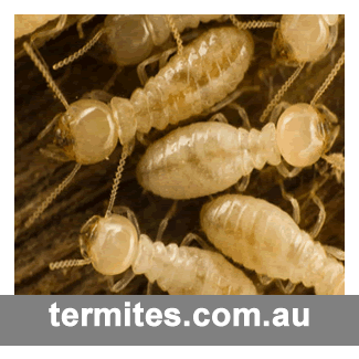 LESTER - THE TERMITE ARRESTER - Updated January 2025 - 78 Stacey St ...