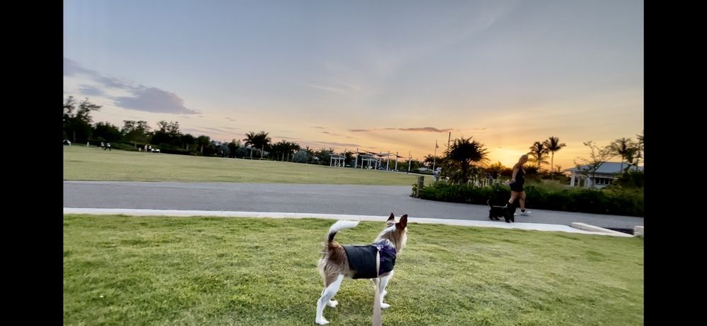 NAPLES DOG PARK - Updated May 2026 - 53 Photos & 39 Reviews - Naples ...